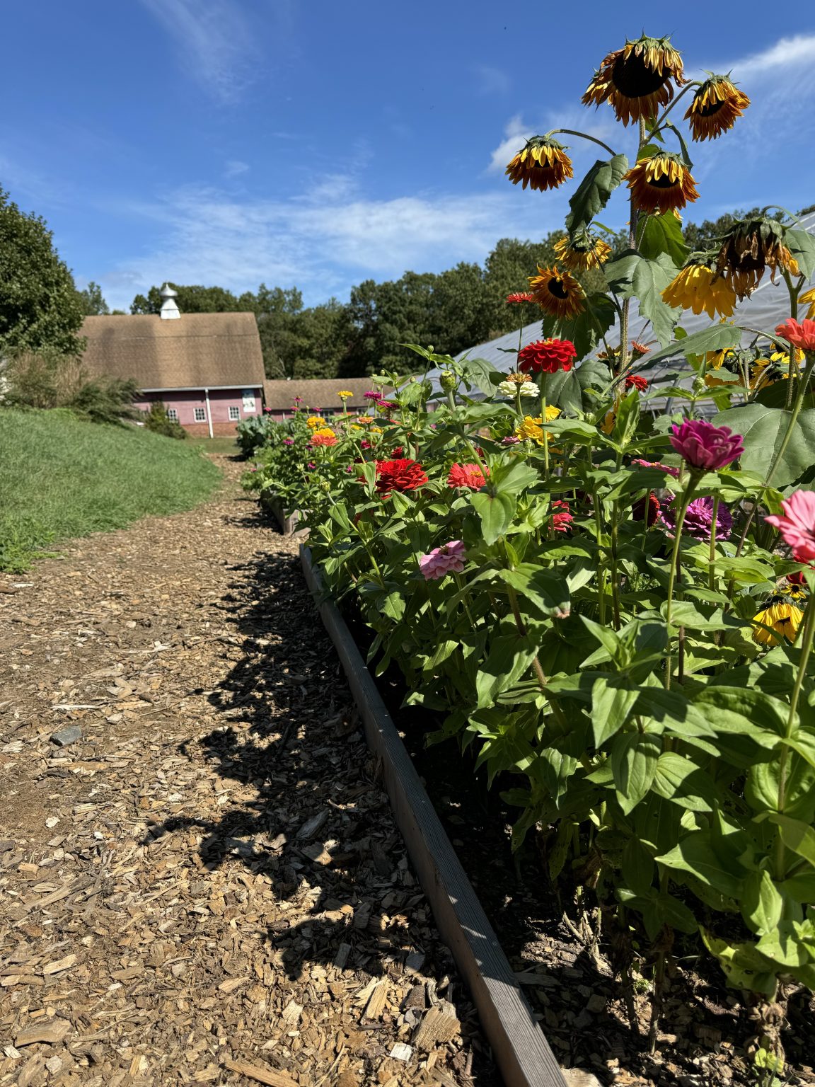 Nonprofit Farm | Thrive Farm